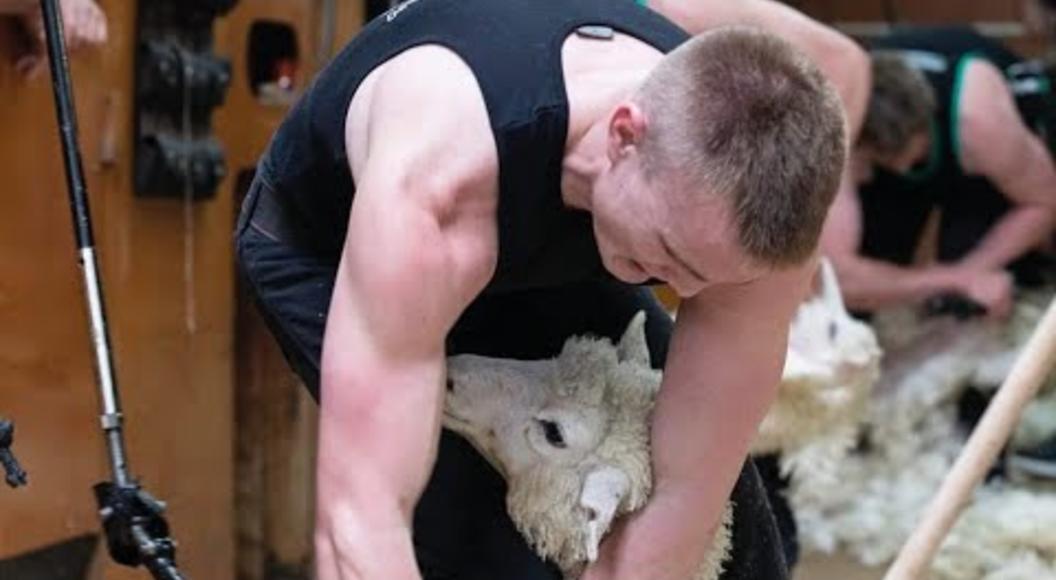 A Journey of Genuine Wool Integrity | Wool Integrity